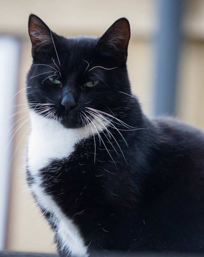 7+ Bicolor Pattern Variations in Cats (and Why They Occur) - PetHelpful