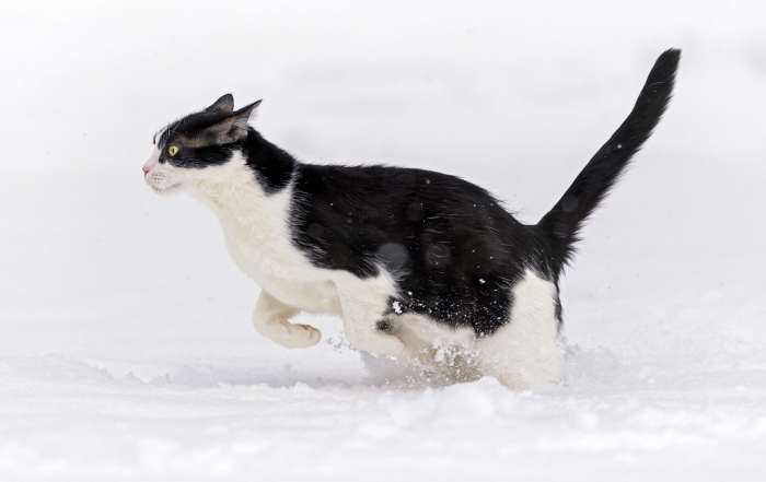 7+ Bicolor Pattern Variations in Cats (and Why They Occur) - PetHelpful