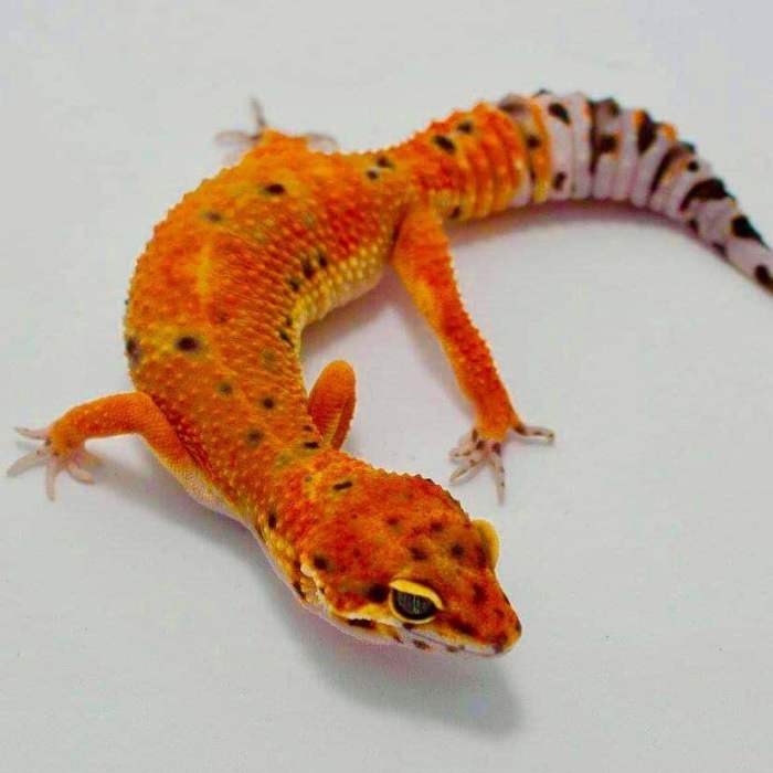A Beginners Guide to Owning/Caring for a Leopard Gecko - PetHelpful ...
