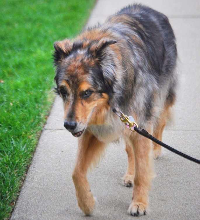 Causes of Shivering and Lethargy in Dogs and What to Do - PetHelpful