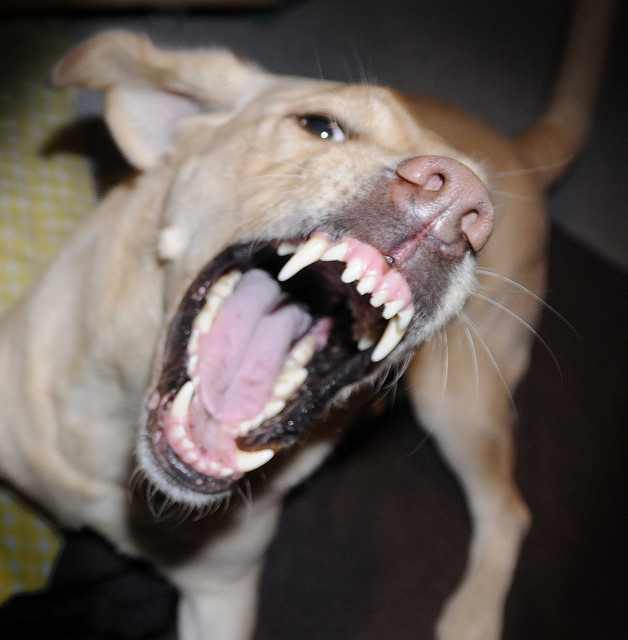 What To Do When Your Dog Bites Someone PetHelpful By Fellow Animal what-to-do-when-your-dog-bites-someone-pethelpful-by-fellow-animal