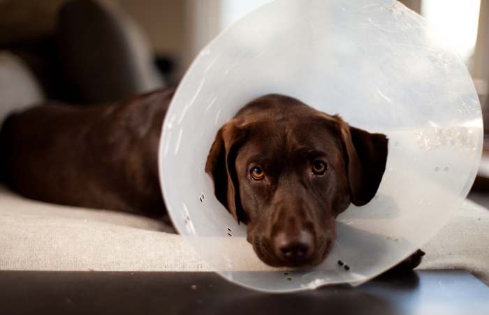 How to Care for and Keep Dog Stitches Clean After Surgery - PetHelpful ...