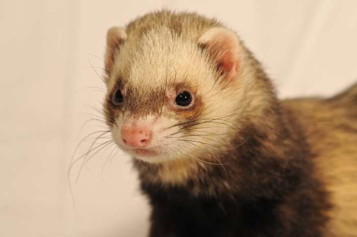 How to Care for Your Angora Ferret - PetHelpful - By fellow animal ...