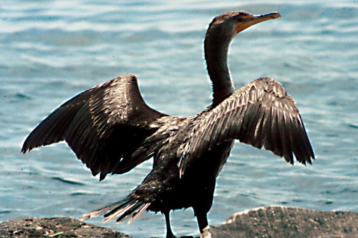 Florida Vacation A Photographic Guide To Water Birds In The Tourist Paradise Wanderwisdom