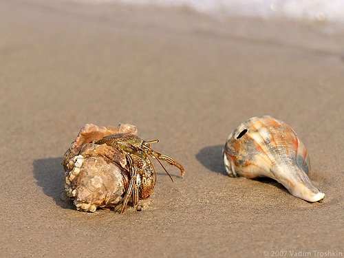 Top Ten US Beaches for Shell Collecting - WanderWisdom - Travel