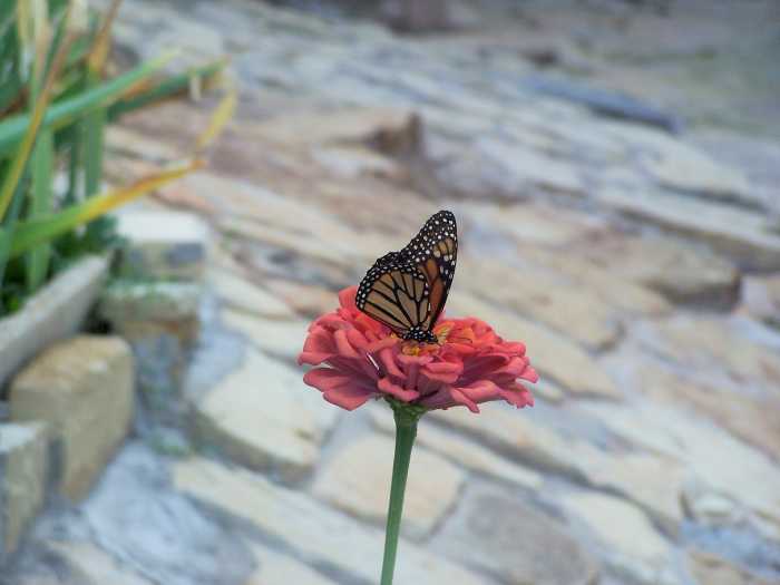 Haiku to a Butterfly - LetterPile - Writing and Literature