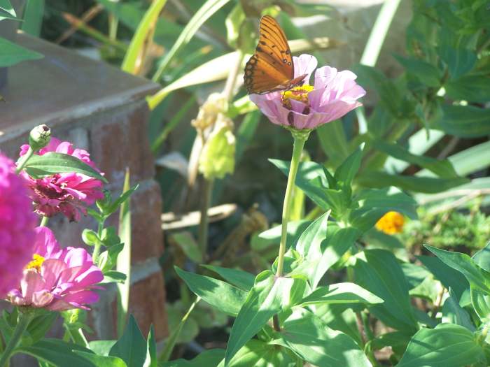 Haiku to a Butterfly - LetterPile - Writing and Literature