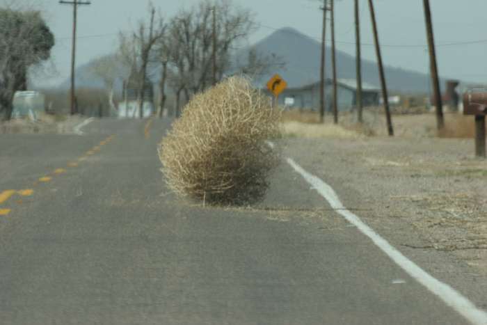 The True Importance of Tumbleweeds - LetterPile