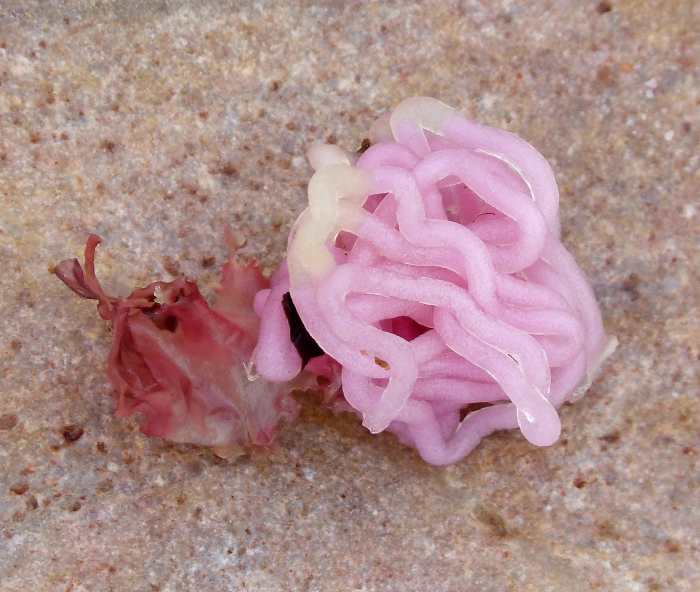 Sea Hares, Angels, and Butterflies: Fascinating Marine Gastropods ...