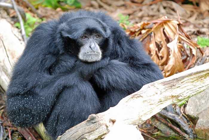 Gibbons: Interesting Facts About Vocal and Endangered Apes - Owlcation