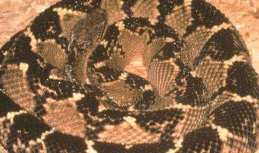 The Viper And Types Of Viper Snakes - HubPages