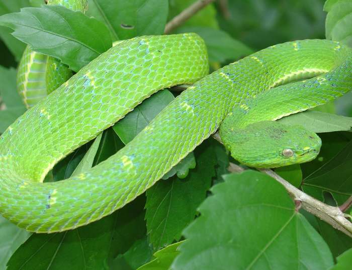 The Viper And Types Of Viper Snakes - HubPages