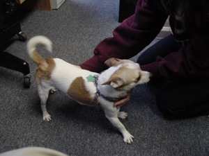 Chihuahua colors: what are my choices? - HubPages