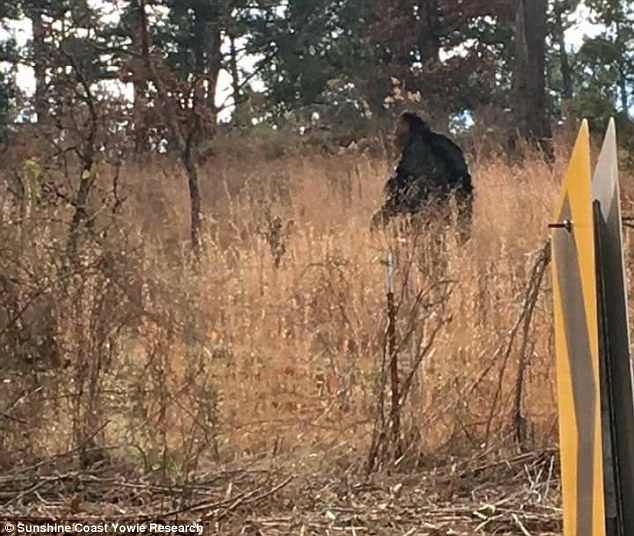 Top 10 Cryptids That Could Be Real - HubPages