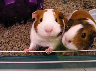 The Best Pets to Own in an Apartment - HubPages