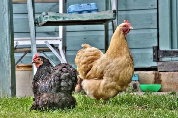 Cochins: The Round, Fluffy Chickens - HubPages