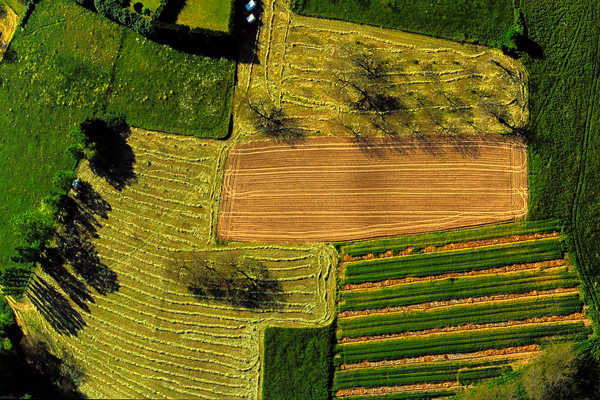 Farming and Agriculture: Polyculture, Monoculture and Perennial Plants ...