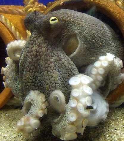 Living Spineless: Types of Invertebrate Animals - HubPages