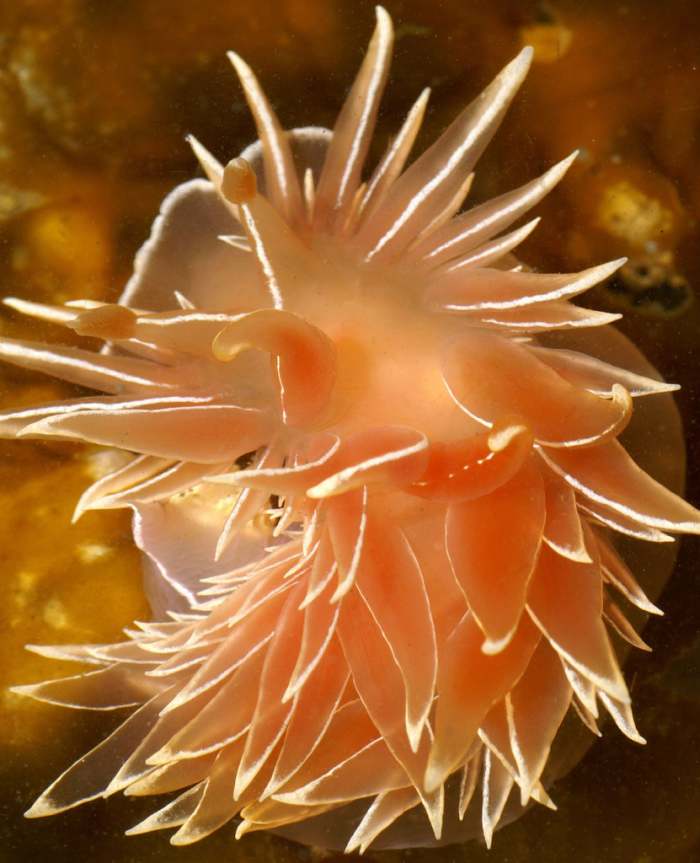 Beautiful Nudibranchs: Colorful Sea Slugs - HubPages