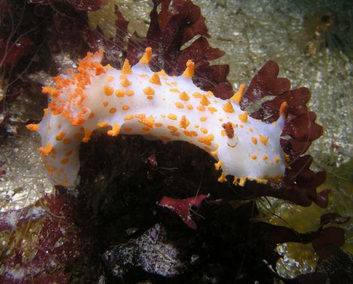 Beautiful Nudibranchs: Colorful Sea Slugs - HubPages