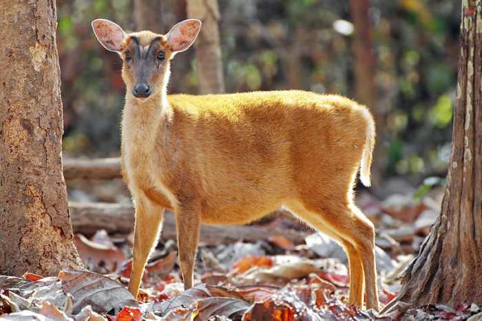 My Weird Pet: A Muntjac, [Almost] the World's Smallest Deer (So Cute ...
