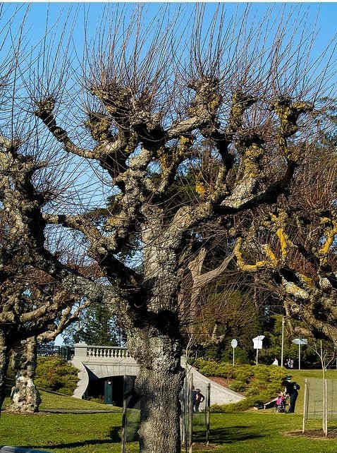 Pollarding Trees - HubPages