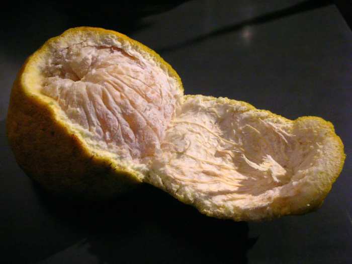 Ugli Fruit Tree - HubPages