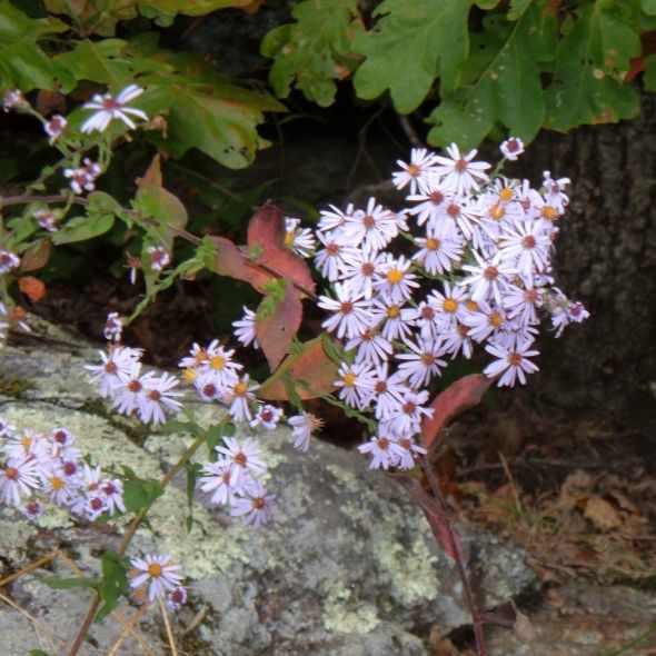 Native New England Plants in Our Woodland Garden - HubPages