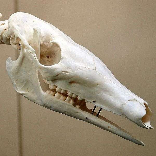 Learn Some Facts About Peculiar Looking Aardvarks Here - HubPages