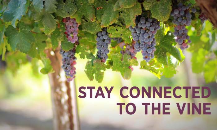 The Vine - HubPages