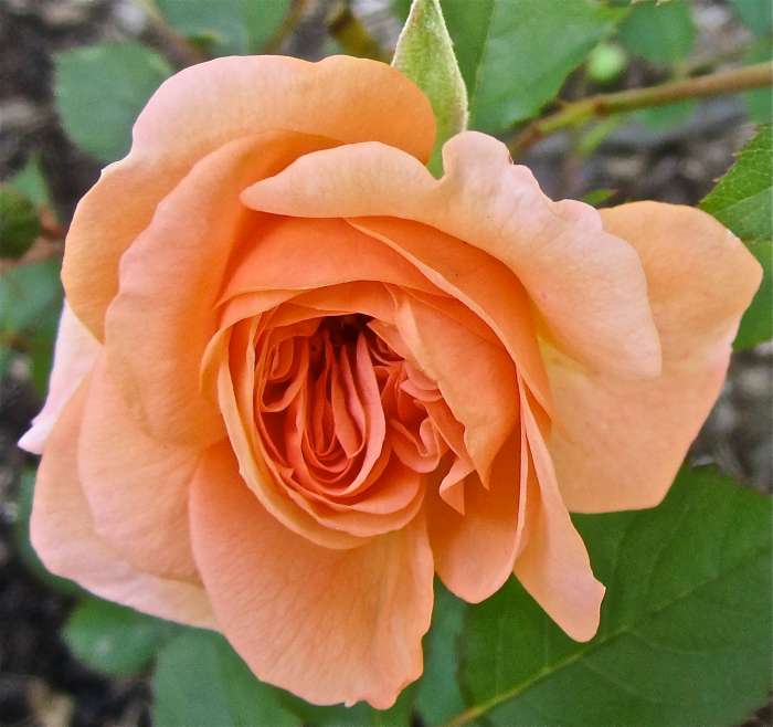 Antique Heirloom and Old Garden Roses: Categories & Characteristics ...