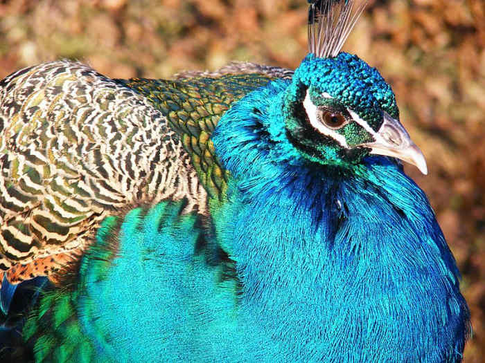 The Amazing Peacock: Facts and Photos - HubPages
