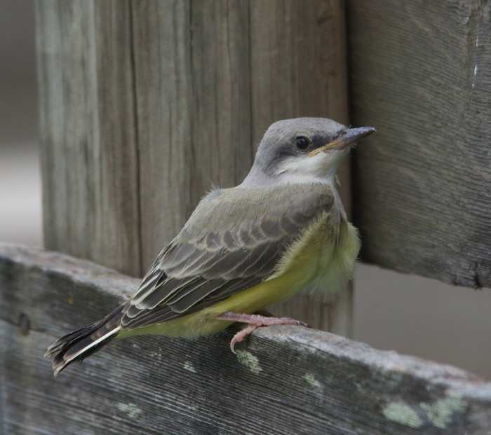 The Eastern and Western Kingbirds, Similarities and Differences - HubPages