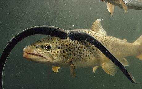 Lampreys: Sea Lamprey & Freshwater Lamprey Facts, Species, & Pictures ...