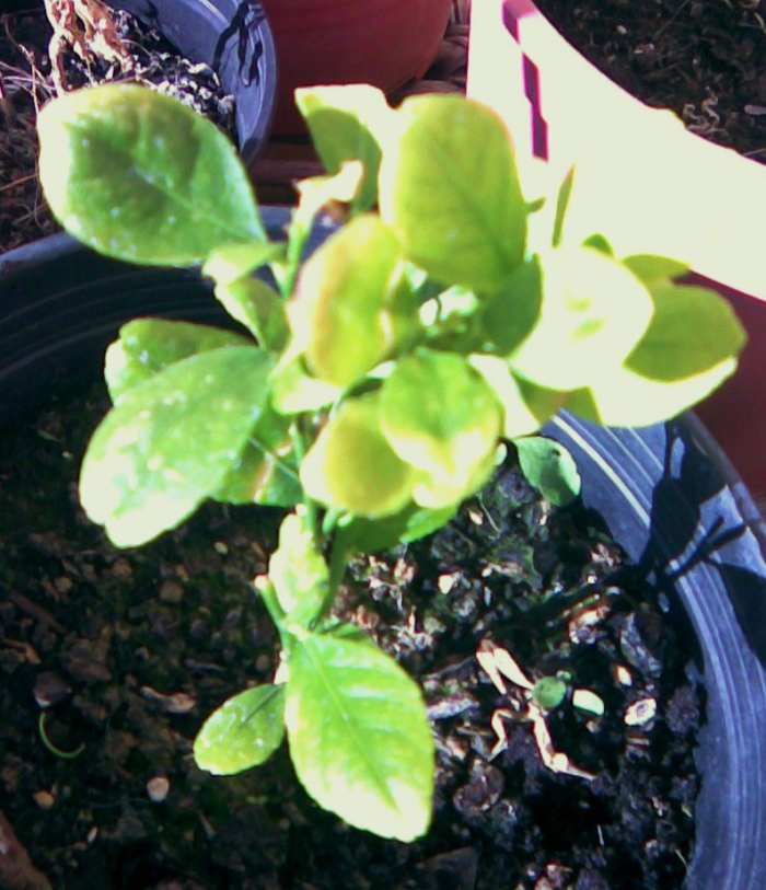 How to Grow Citrus Trees from Seed - How to Get the Pips from Lemons or ...