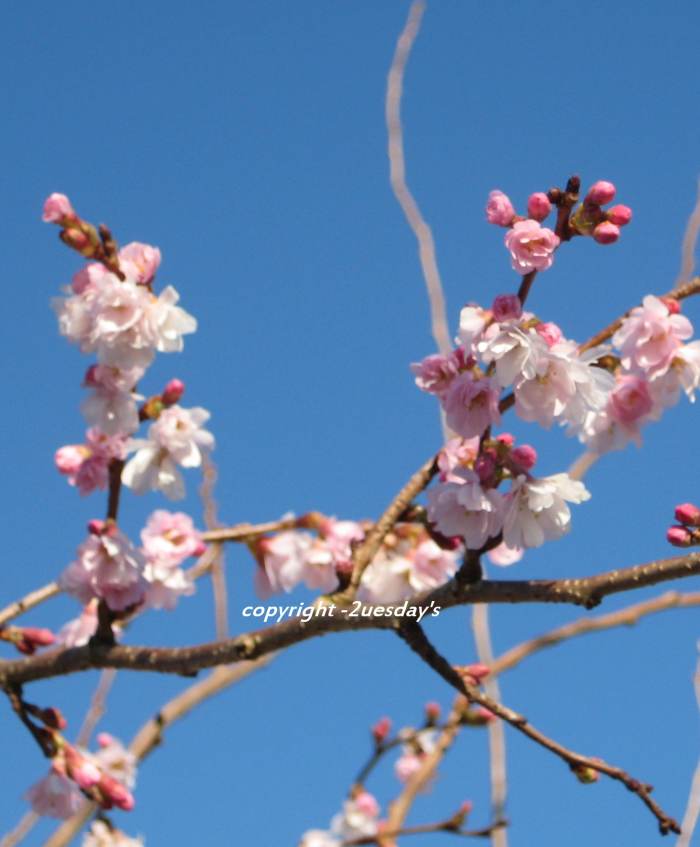 Sakura. The Falling of the Cherry Blossom. Poetry. A Poem. - HubPages