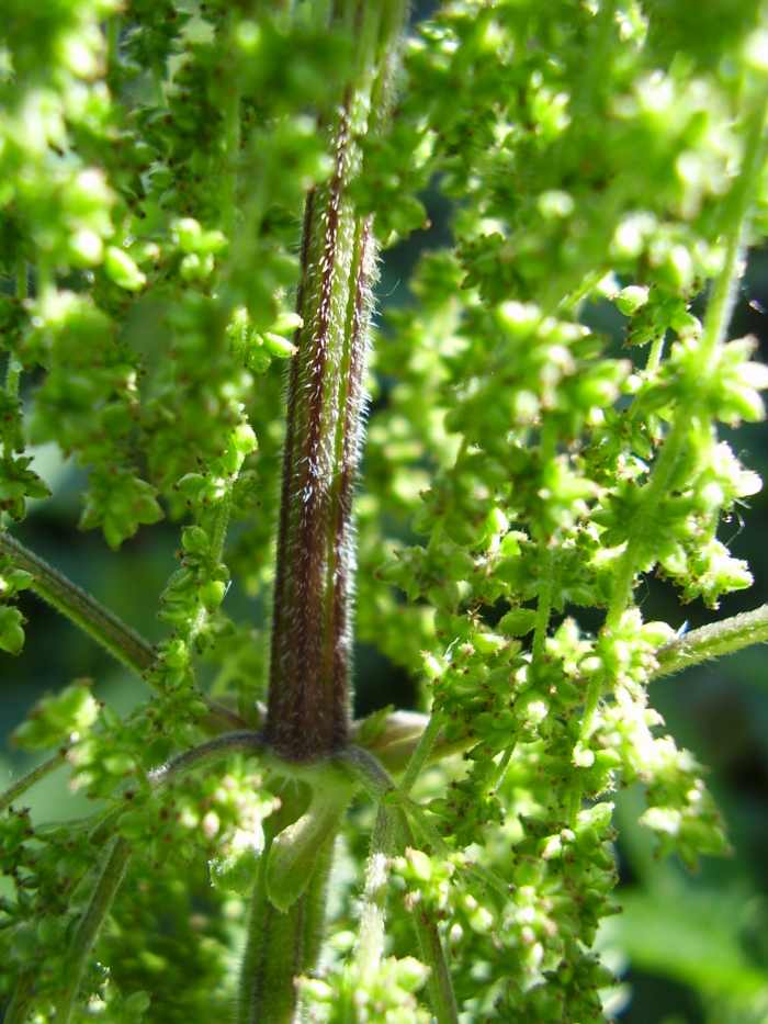 10 Interesting Facts About Stinging Nettle (Urtica dioica) - HubPages