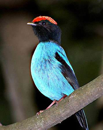 10 Amazing Bird Courtship Dances and Displays - HubPages