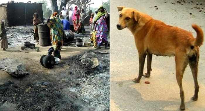 10 Heroic Stray Dogs That Saved Humans Life - HubPages
