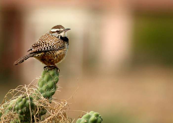 Top 25 Most Amazing Arizona Desert Animals - HubPages