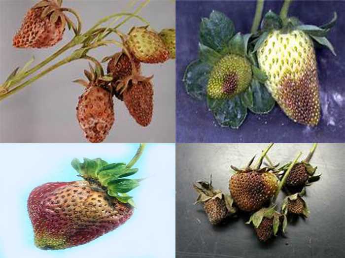 Compendium of Diseases of Crops: Strawberry - HubPages