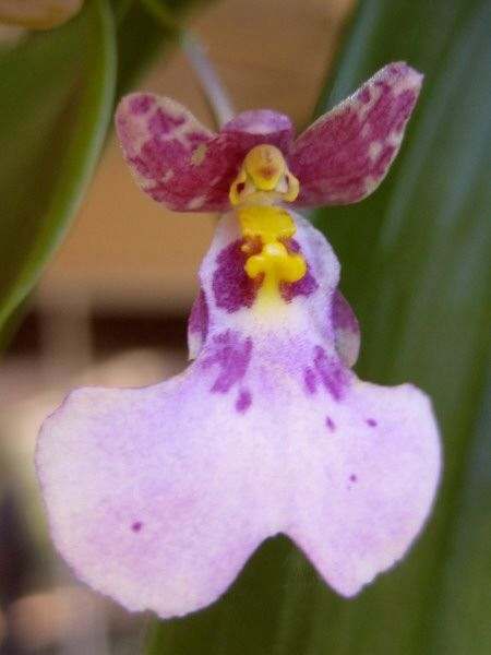 The Angel Orchids - HubPages
