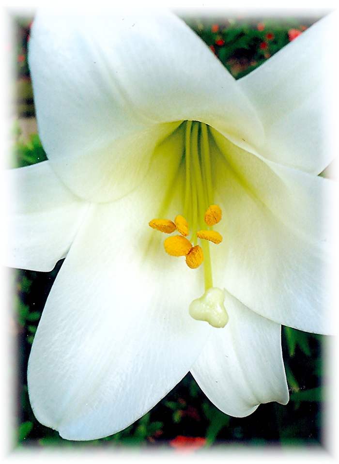 Pictures of Blooming Easter Lilies in our Backyard - HubPages
