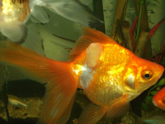 Goldfish Care, Breeds and Goldfish Diseases - HubPages