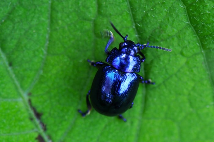 Amazing Blue Bugs, Insects, Frogs, Fish, and Butterflies - HubPages