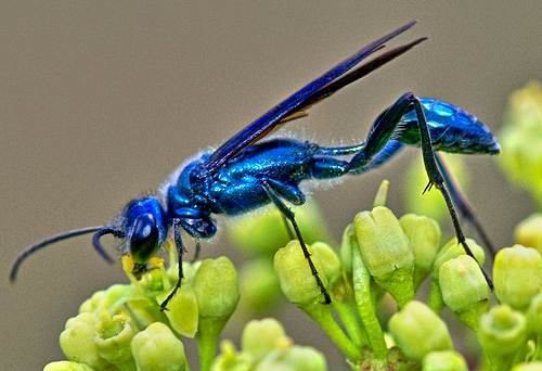 Amazing Blue Bugs, Insects, Frogs, Fish, and Butterflies - HubPages