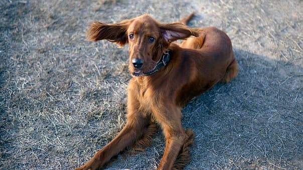 20 Cherokee Native American Names For Your Dog HubPages 20-cherokee-native-american-names-for-your-dog-hubpages