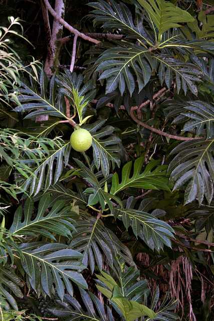 Flowers and Plants of Hawaii - HubPages