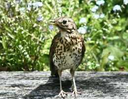 SPRING POEMS: 60 Best Spring Poems and Spring Poems for Kids - HubPages