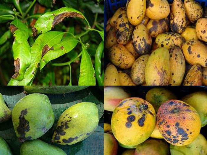 Compendium Of Diseases Mango Hubpages